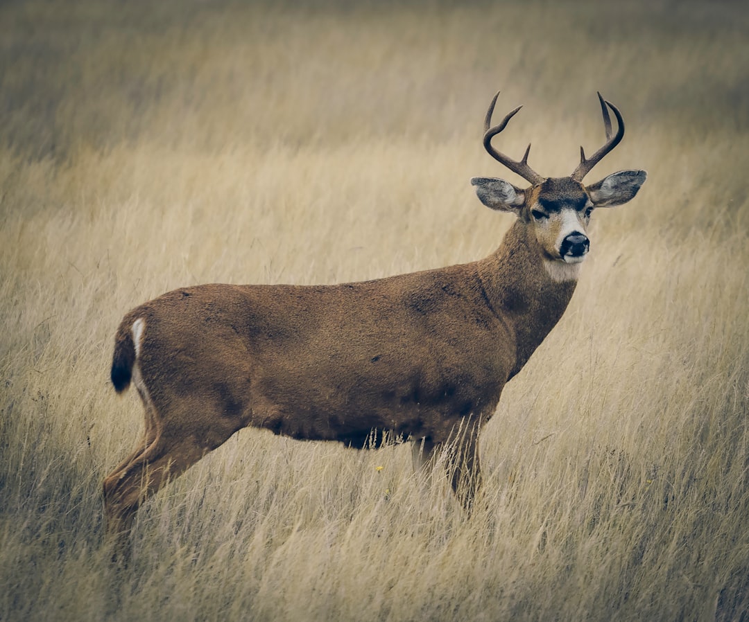 Beginner Mule Deer Hunts | TAGZ Insights