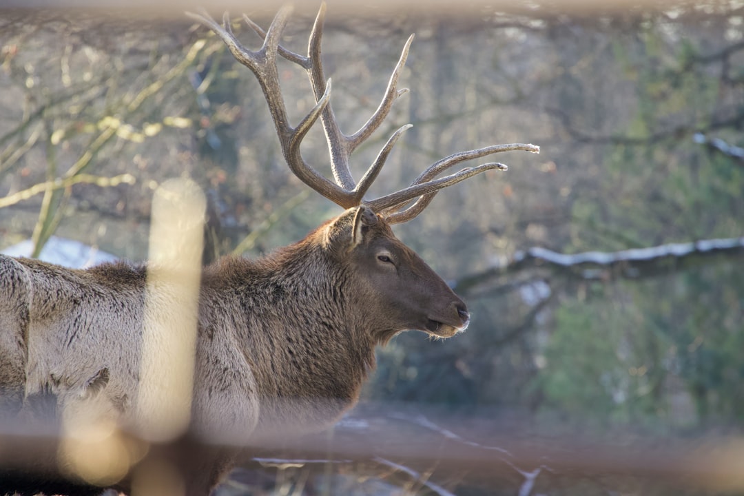 Best Elk Units for Archery | TAGZ Insights