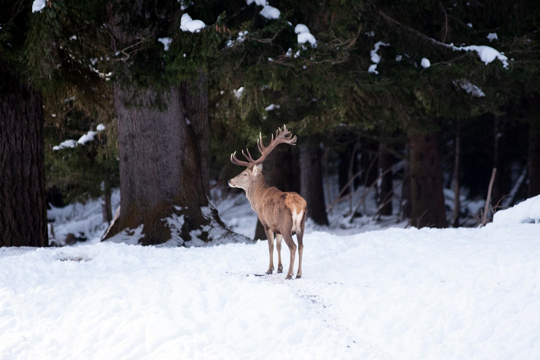 Best Late Season Mule Deer Units | TAGZ Insights
